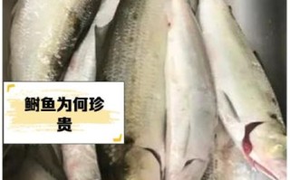 长江鲥鱼灭绝了吗_还能再见到吗