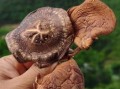 野生香菇怎么分辨_野生香菇多少钱一斤