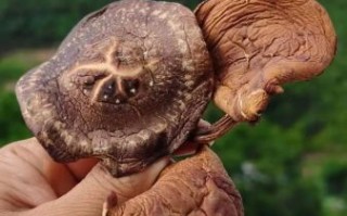 野生香菇怎么分辨_野生香菇多少钱一斤