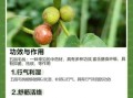 毛桃的营养价值_毛桃的功效与作用