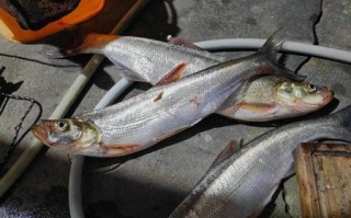 全鱼图片怎么拍_全鱼图片高清拍摄技巧