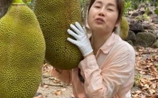 菠萝菠萝蜜视频在线观看高清3_如何免费看