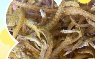 凤尾鱼图片大全大图_凤尾鱼高清图怎么找