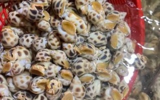 花螺冷水煮还是开水煮_花螺煮多久才熟