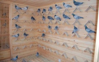穷人养20只鸽子棚图_低成本搭建方法