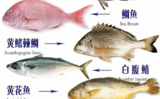 最便宜的几种海鱼有哪些_怎么挑选新鲜又省钱