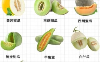 香瓜图片大全大图_香瓜品种高清图鉴