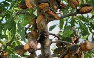 腰果图片树图片欣赏_腰果树长什么样