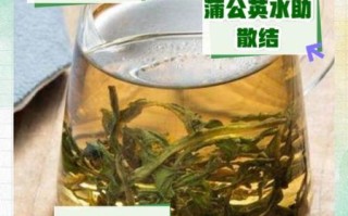 蒲公英茶可以天天喝吗_长期饮用注意事项