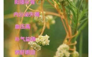 菟丝子的功效与作用_菟丝子怎么吃补肾
