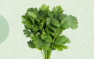 欧芹和西芹的区别_哪个更好吃