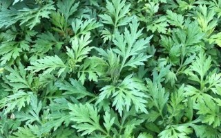 艾叶长什么样子_艾叶图片特征详解