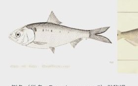 鲦鱼怎么读_鲦鱼是什么鱼