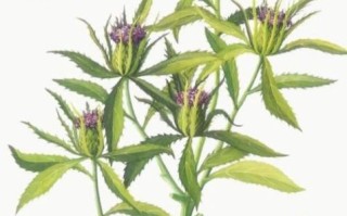 白术图片_中药白术长什么样