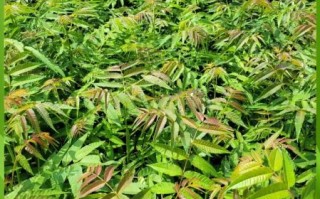 香椿树什么时候种最好_春季种植技巧