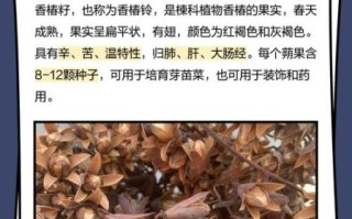 香椿种子治胃病偏方_香椿种子怎么吃养胃