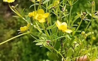 2021年最紧缺药材有哪些_如何抓住种植商机