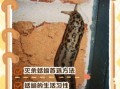 蛞蝓之灾_如何彻底消灭
