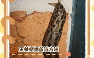蛞蝓之灾_如何彻底消灭
