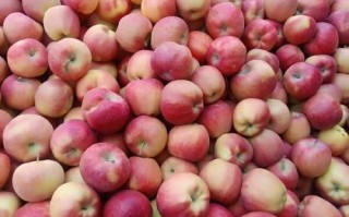 蛇果多少钱一斤_蛇果价格行情