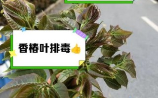 老香椿叶怎么吃_老香椿叶有毒吗