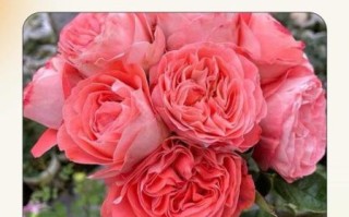 帕夫洛娃月季怎么养_帕夫洛娃月季花期多长