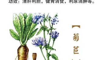 菊苣的功效与作用_菊苣的禁忌有哪些