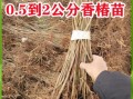 香椿苗矮化栽培技术_如何矮化香椿苗