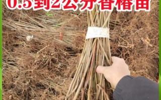 香椿苗矮化栽培技术_如何矮化香椿苗