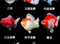 金鱼有哪些常见品种_如何区分不同种类