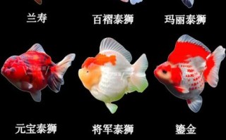 金鱼有哪些常见品种_如何区分不同种类 金鱼有哪些常见品种_如何区分不同种类