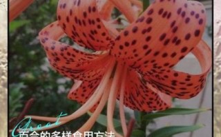 新鲜百合怎么吃最好_百合怎么吃最营养