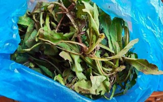 吃蒲公英3年肾病好了_真的假的