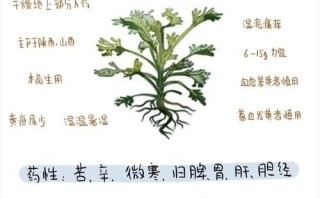 茵陈的功效与作用及禁忌症_茵陈泡水喝的正确方法