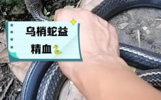 蛇肉的功效与作用_蛇肉哪些人不能吃