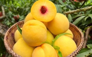 黄桃图库正能量图片怎么找_黄桃图库正能量图片有哪些分类