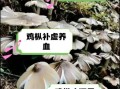 食用菌怎么保存_食用菌有哪些营养价值