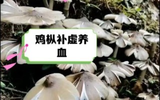 食用菌怎么保存_食用菌有哪些营养价值