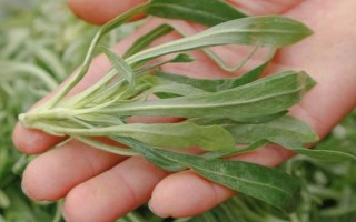 面条菜和麦瓶草区别_面条菜怎么做好吃