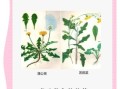蒲公英怎么吃不苦_蒲公英去苦味妙招