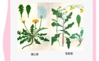 蒲公英怎么吃不苦_蒲公英去苦味妙招