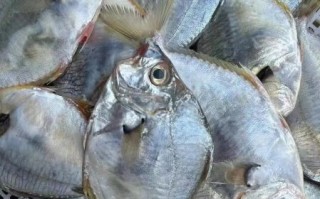 鲳鱼有几种图片_鲳鱼品种图片大全