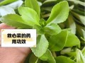救心菜什么人不能吃_救心菜禁忌人群