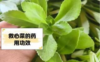 救心菜什么人不能吃_救心菜禁忌人群