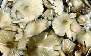鸡纵菌怎么保存_鸡纵菌价格多少钱一斤