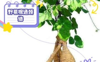 葛根是什么_葛根的功效与作用