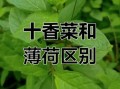 十香菜的功效与作用_十香菜图片大全