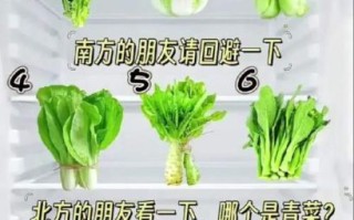 青菜种类图片及名称_常见青菜有哪些