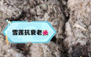 雪莲花煮水一次喝几天_雪莲花泡水能连续喝多久