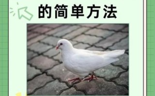 鸽子图片大全可爱_如何挑选最萌的鸽子照片